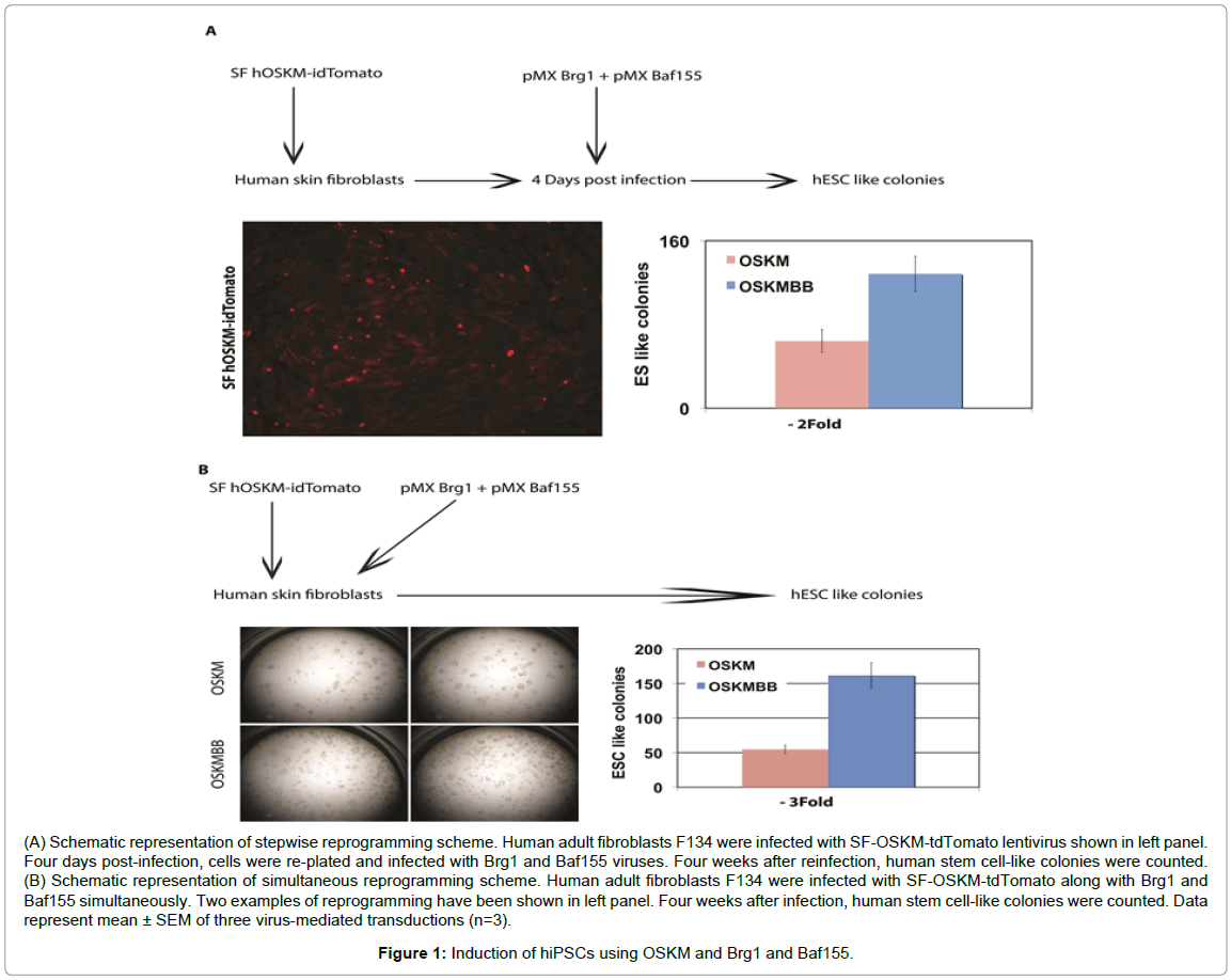 BAF Complex Enhances Reprogramming of Adult Human Fibroblasts