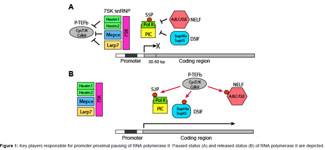 Mechanisms and Developmental Roles of Promoter-proximal Pausing o