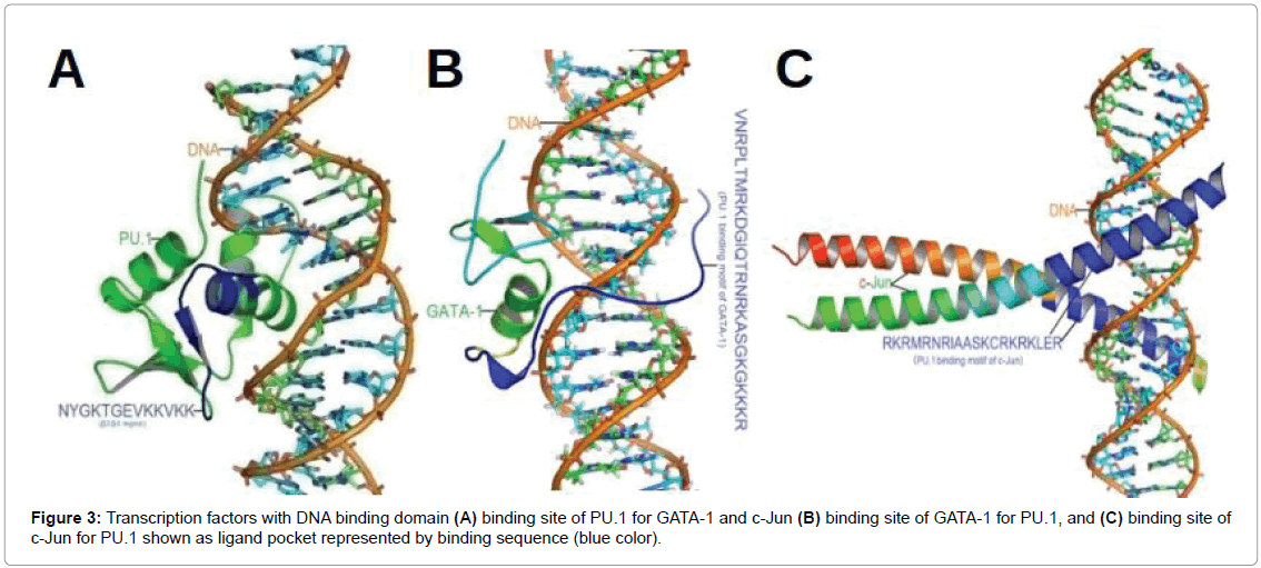 Hematopoietic Stem Cell Molecular Targets and Factors Essential for ...