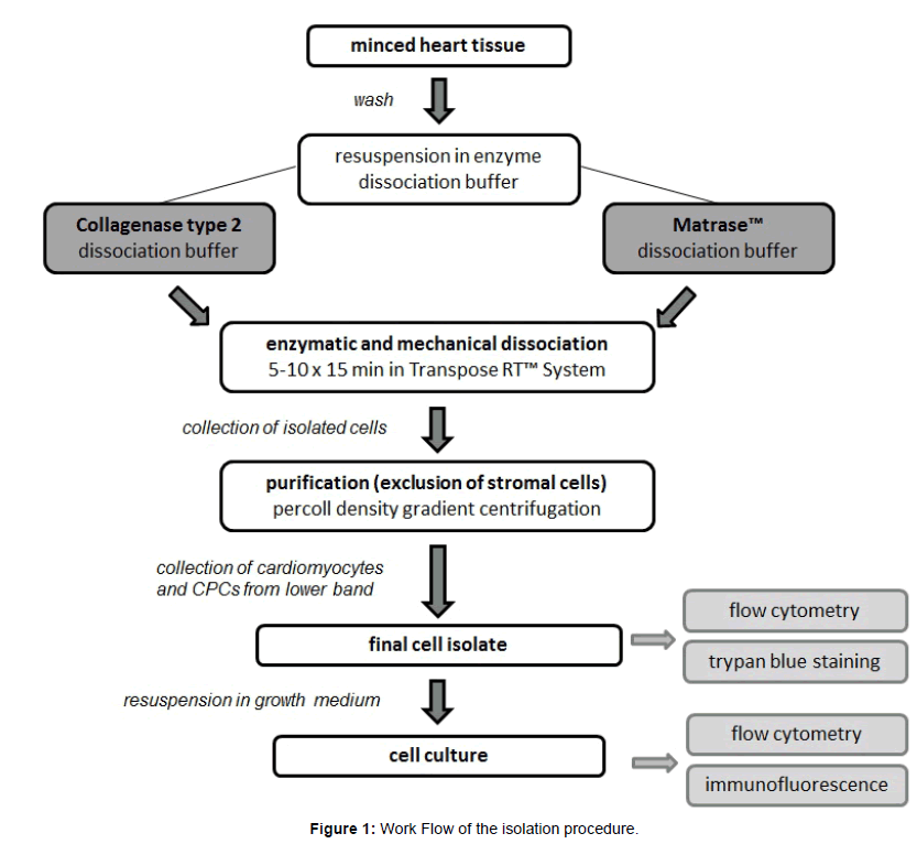 Improved Method for Isolation of Neonatal Rat Cardiomyocytes with ...