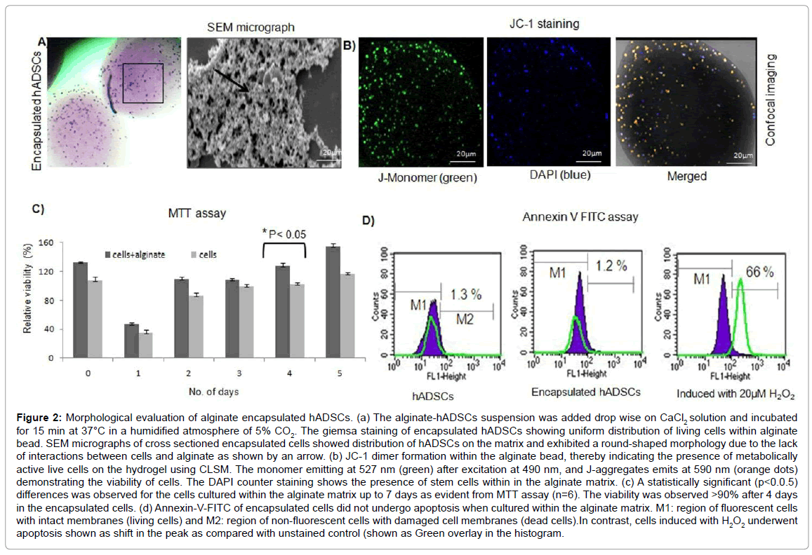 Development of 3D Alginate Encapsulation for Better Chondrogenic ...