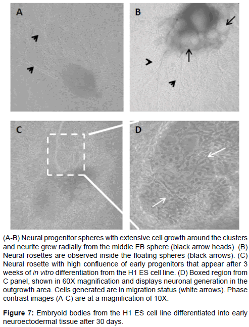 Genomic Instability during Early Differentiation of Embryonic Stem Cells