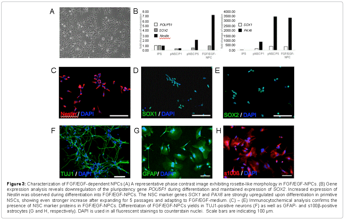 Rapid Monolayer Neural Induction of induced Pluripotent Stem Cells ...
