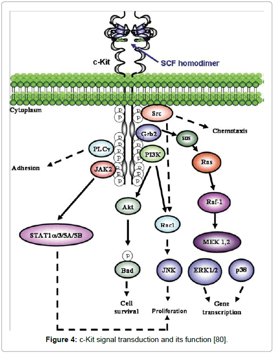 Hematopoietic Stem Cell Molecular Targets and Factors Essential for ...