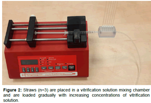 Neuronal and Glial Growth in Organotypic Cultures after Vitrifica