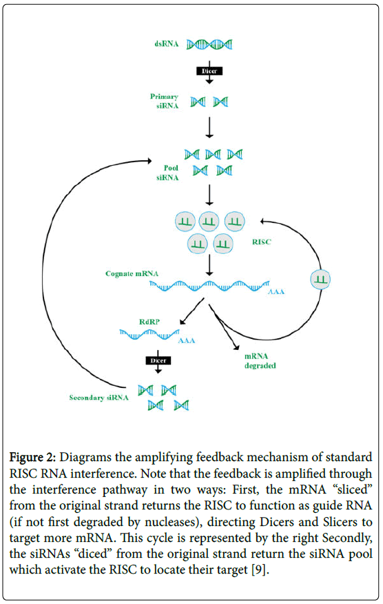 Learning from the Enemy: Innate RNA Interference Renders Mosquito
