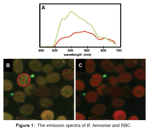 Bartonella Henselae Initial Infection of Mature Human Erythrocyte