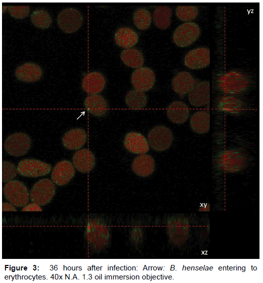 Bartonella Henselae Initial Infection of Mature Human Erythrocyte