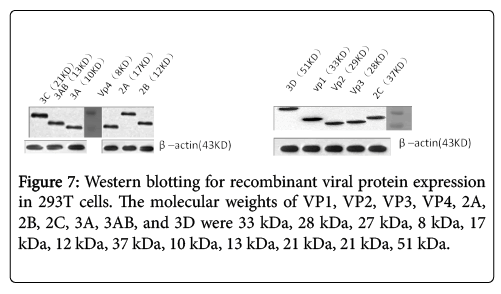 Characteristics of Autophagy Induced by Enterovirus71 (EV71) Viral Protein