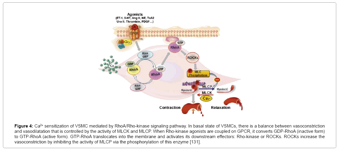 Physiopathology of Pulmonary Hypertension: from Bio-Molecular Mechanism ...