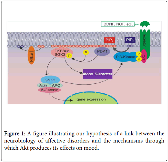 Akt2 Gene is Associated with Anxiety and Neuroticism in Humans