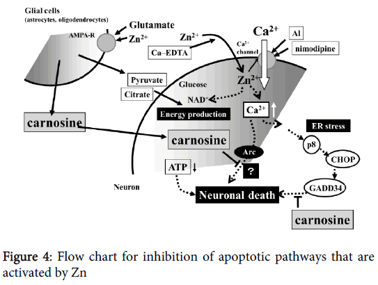 Carnosine: A Possible Drug for Vascular Dementia