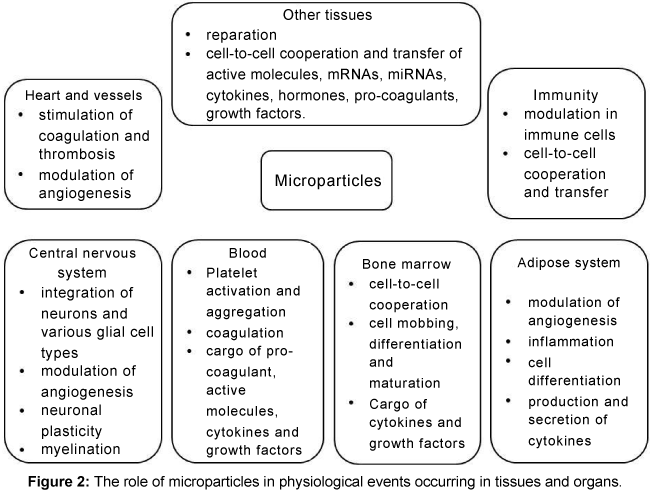 The Clinical Utility of Circulating Microparticles’ Measure