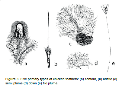 Water Absorption and Thickness Swelling Characterization of Chick