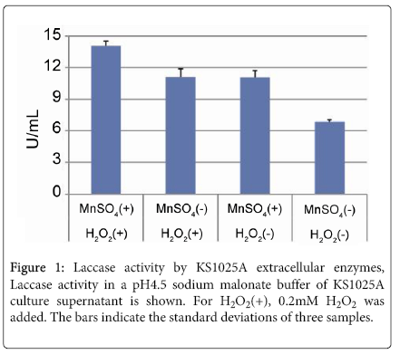 Newly-Isolated Laccase High Productivity Streptomyces Sp. Grown I