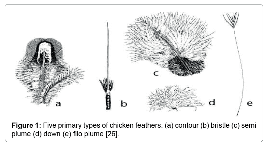 Review on Chicken Feather Fiber (CFF) a Livestock Waste in Compos